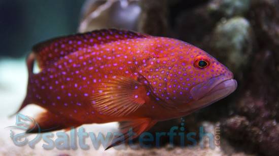 Miniatus Grouper - Groupers - Saltwater Fish
