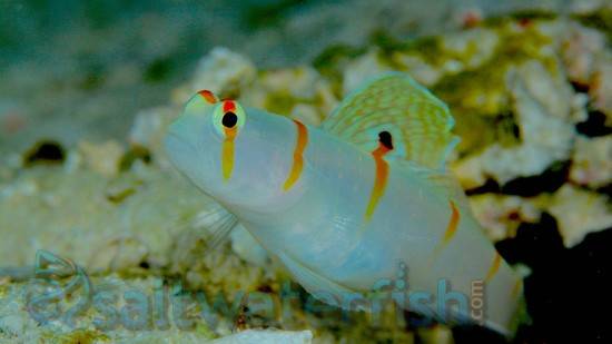 Shrimpgoby - Randalli - Gobies - Saltwater Fish