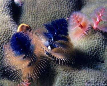 Bisma Worm Rock: Multi Color - Feather Dusters - Invertebrates