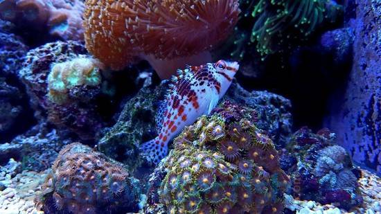 Falco Hawkfish - Hawkfish - Saltwater Fish