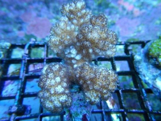 Acropora Coral: Brown - Australia - Sps - Coral