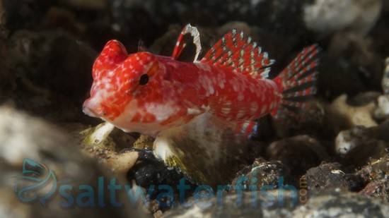 Scooter Blenny: Red - Blennies - Saltwater Fish