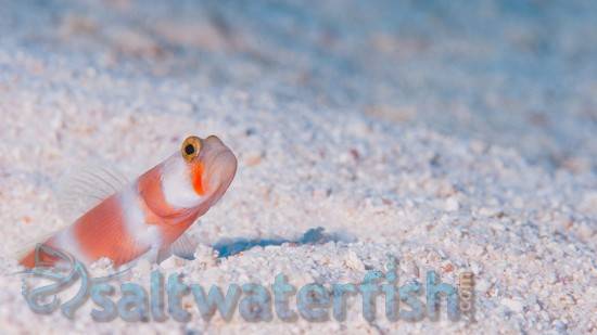 Orange Banded Prawn Goby - Gobies - Saltwater Fish