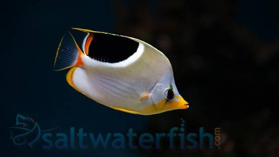 Saddleback Butterfly - Butterflies - Saltwater Fish