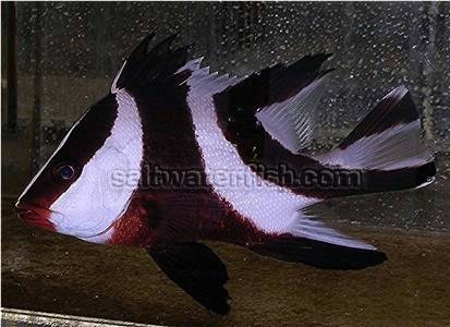 Red Emperor Snapper - Miscellaneous Unique Marine Life - Saltwater Fish