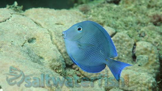 Atlantic Blue Tang - Tangs - Saltwater Fish
