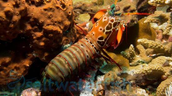 Mantis Shrimp - Peacock - Shrimp - Invertebrates