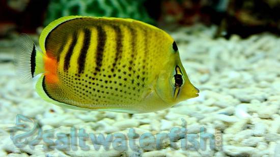 Punctato Butterfly - Butterflies - Saltwater Fish