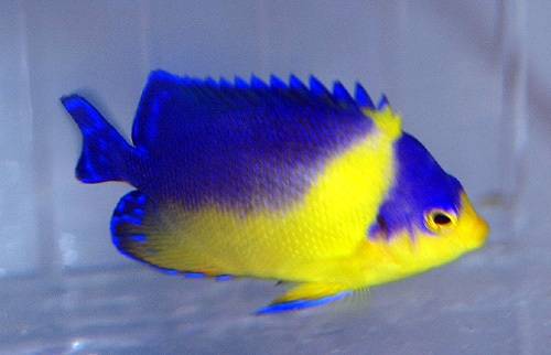 Venustus Angelfish - Angelfish Large - Saltwater Fish