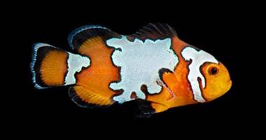 Black Ice Snowflake Clownfish - Captive Bred - QM Labs - Clownfish ...