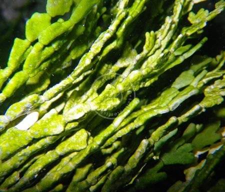 Halimeda Plant - Plants - Invertebrates