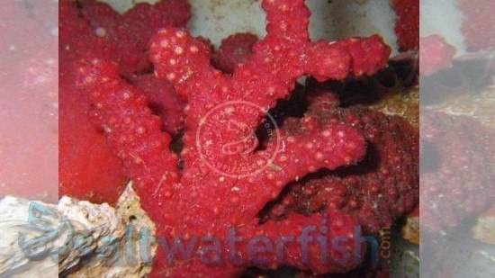 Chili Coral - Soft Corals - Coral