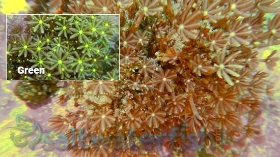 Clove (Daisy) Polyp: Green Mini - Soft Corals - Coral