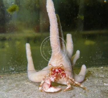 Staghorn Crab - Crabs - Invertebrates