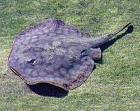 California Stingray - Sharks Stingrays - Saltwater Fish