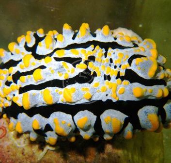 Warty Sea Slug - Nudibranchs - Invertebrates