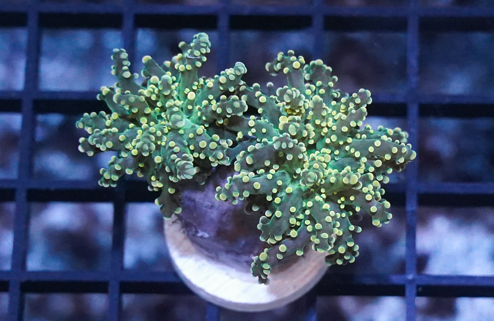 Octopus Branch Ultra