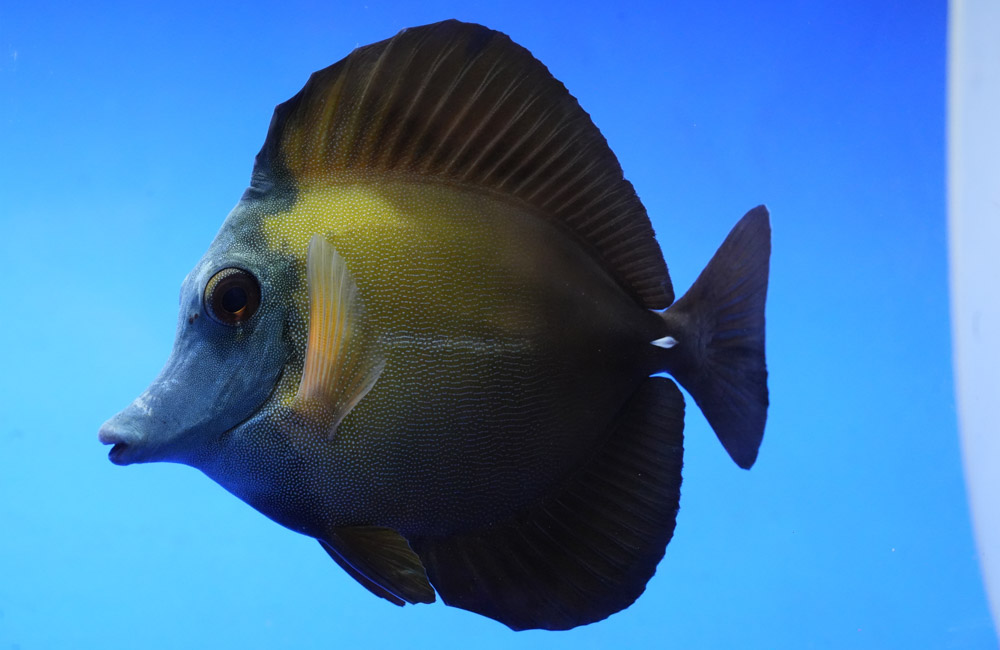Blue Face Koi Tang - Red Sea - Tangs - Saltwater Fish