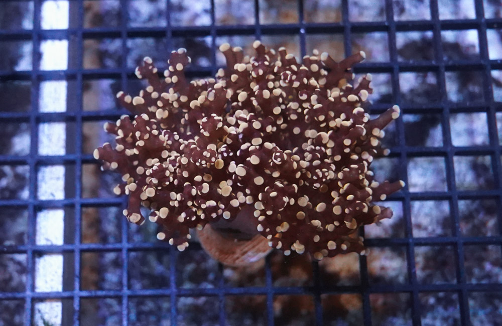 Octopus Branch Ultra