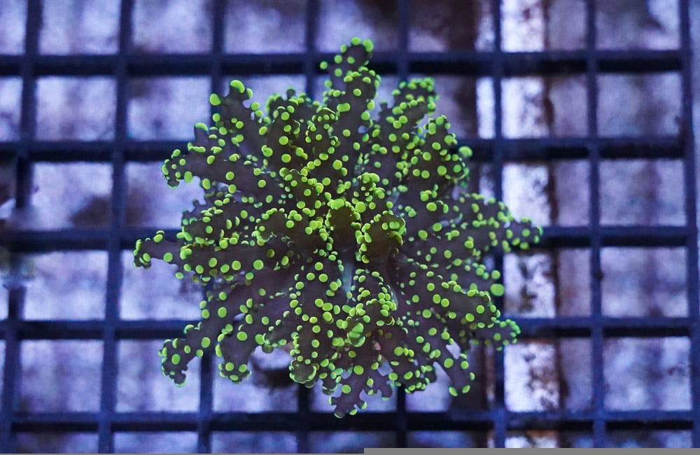 Octopus Branch Ultra