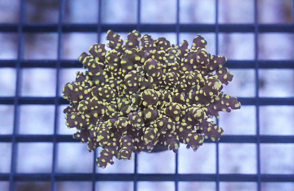 Octopus Branch Ultra