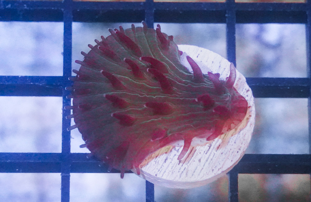 Plate Ultra Color