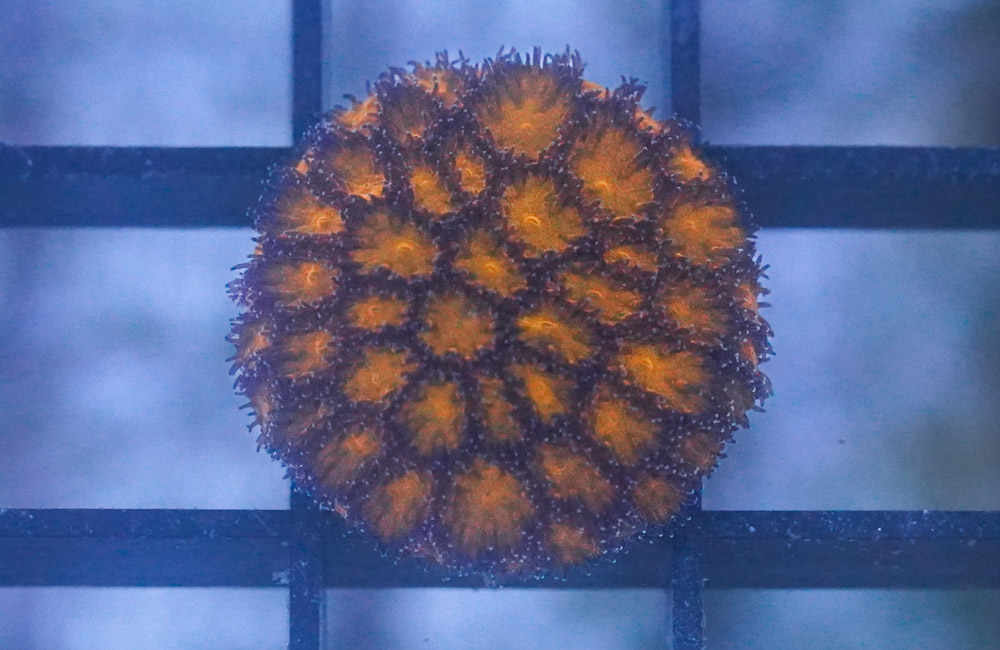 Leptastrea Ultra