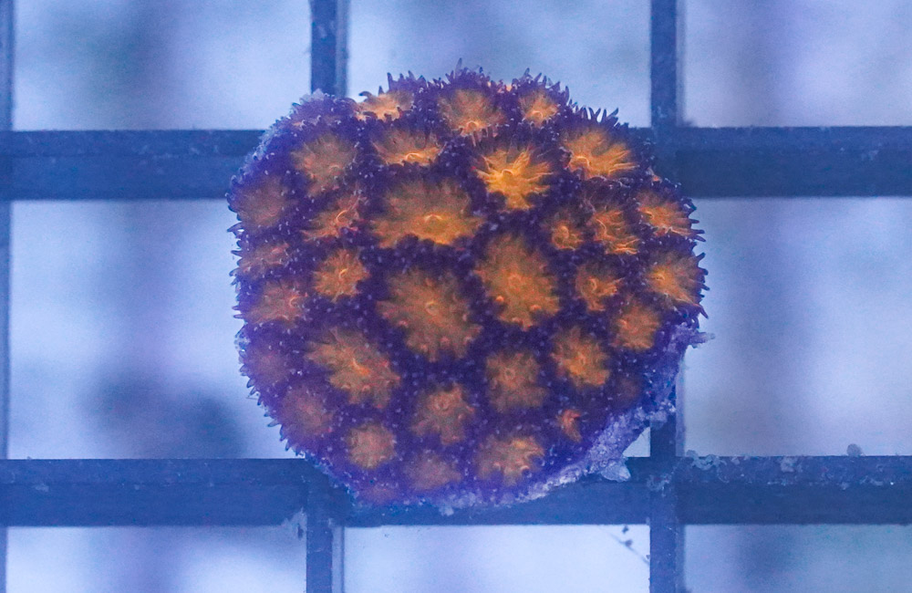 Leptastrea Ultra