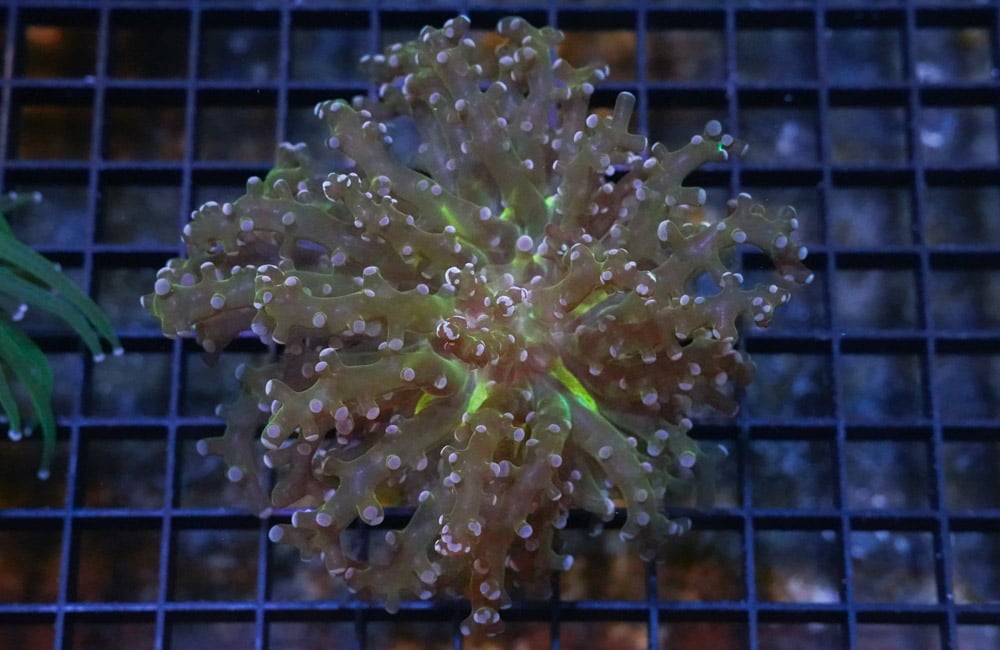 Octopus Branch Ultra