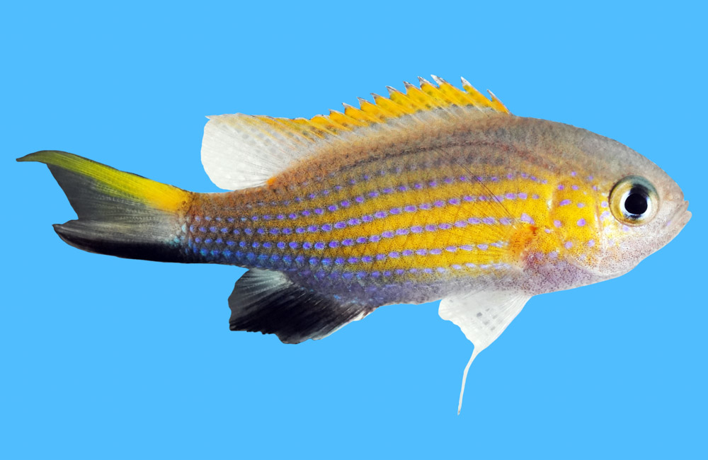 Chromis, Vanderbilt Lyretail