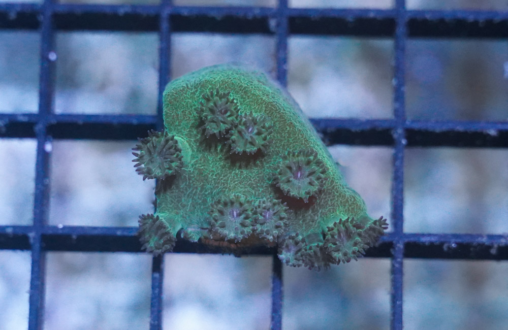 Cup Large Polyp Ultra