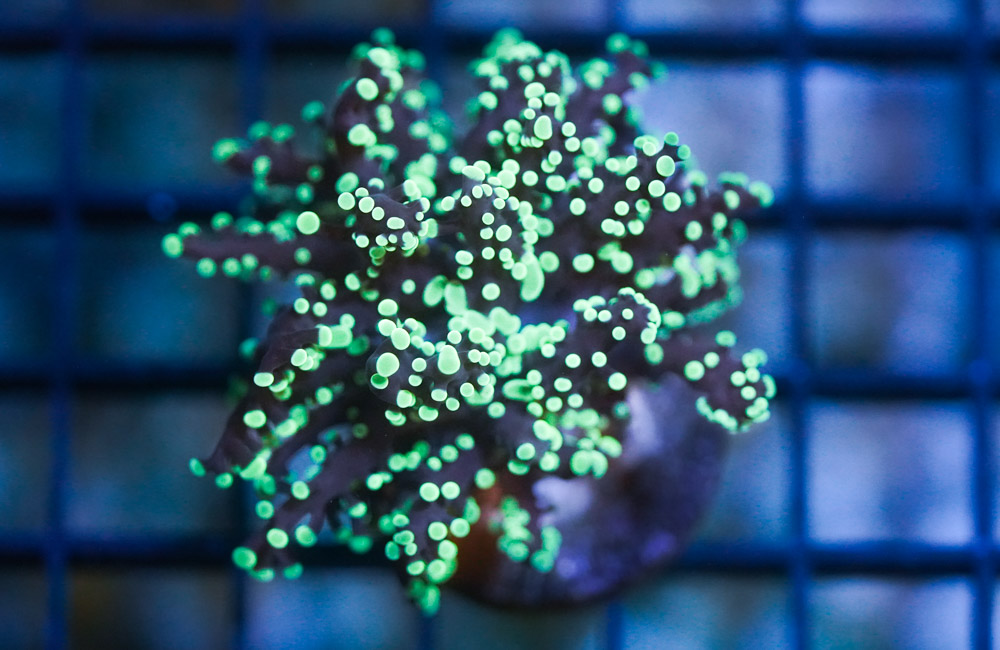 Octopus Branch Ultra