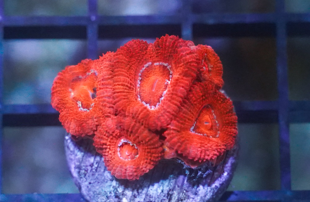 Flower Pot Long Polyp Ultra
