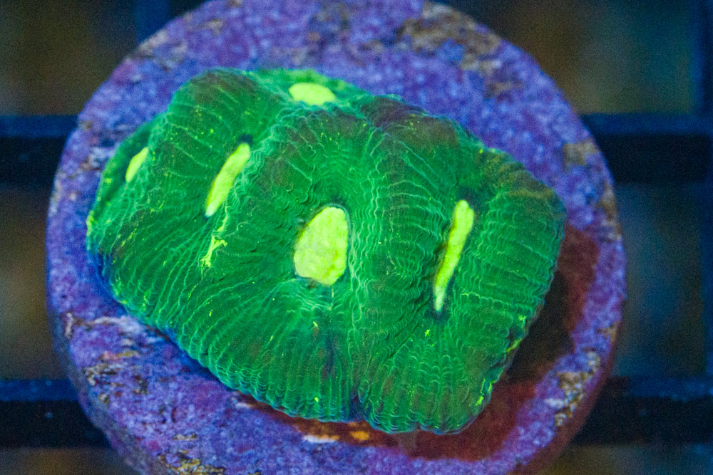 Prism Brain Ultra-Color