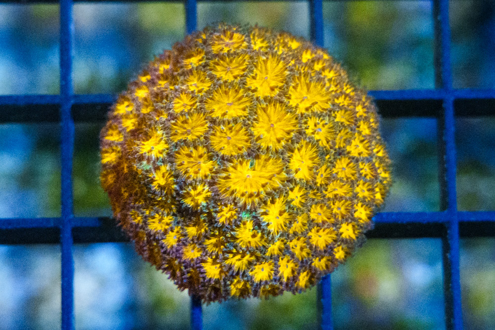 Leptastrea Ultra