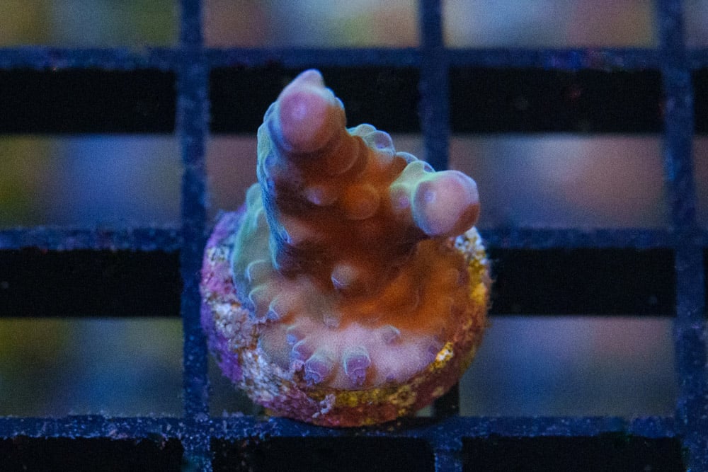 Acropora, Paletta Blue