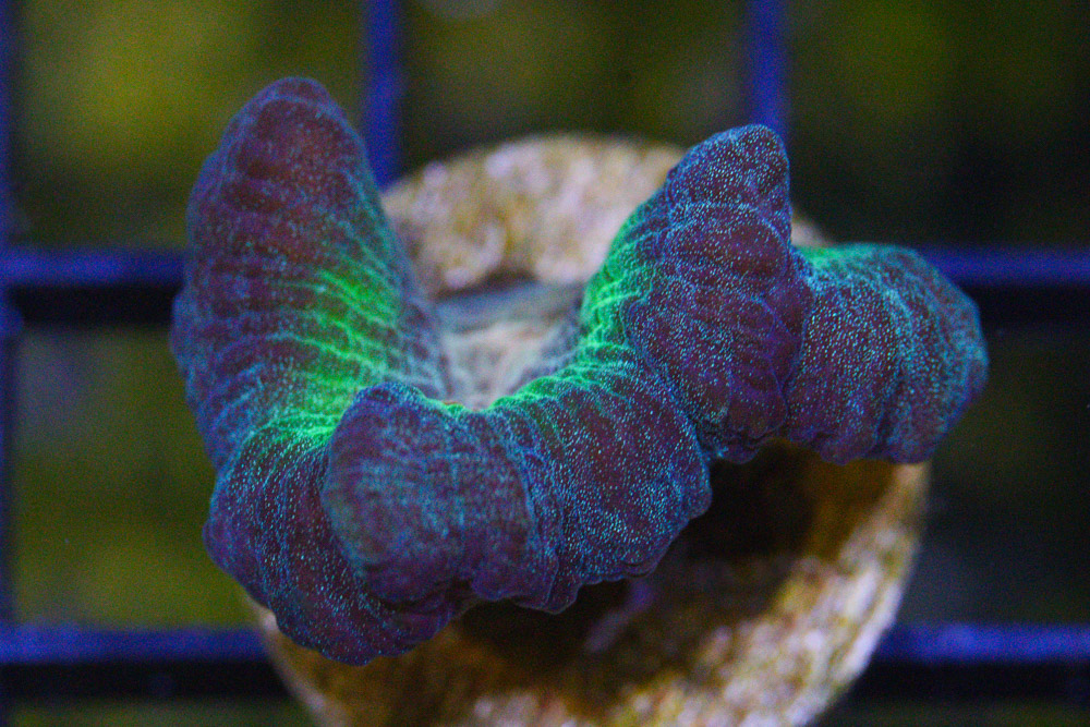 Spiny Cup Ultra Color