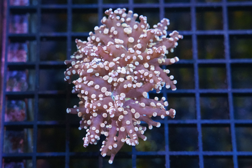 Octopus Branch Ultra