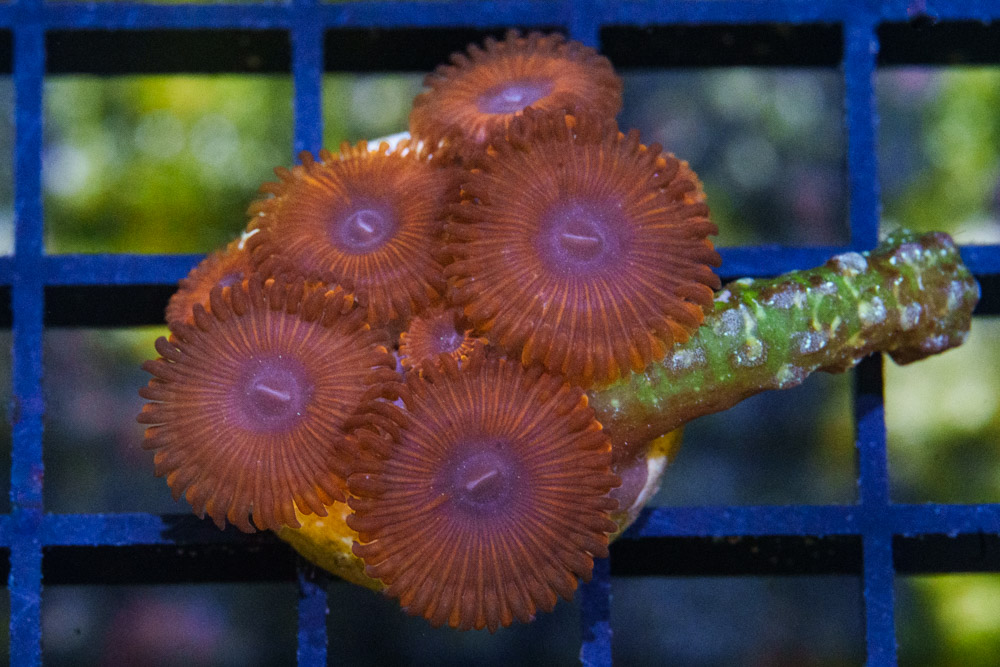 Snake Polyp Ultra