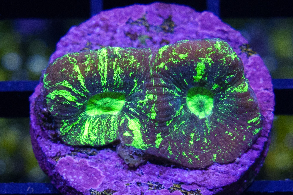 Prism Brain Ultra-Color