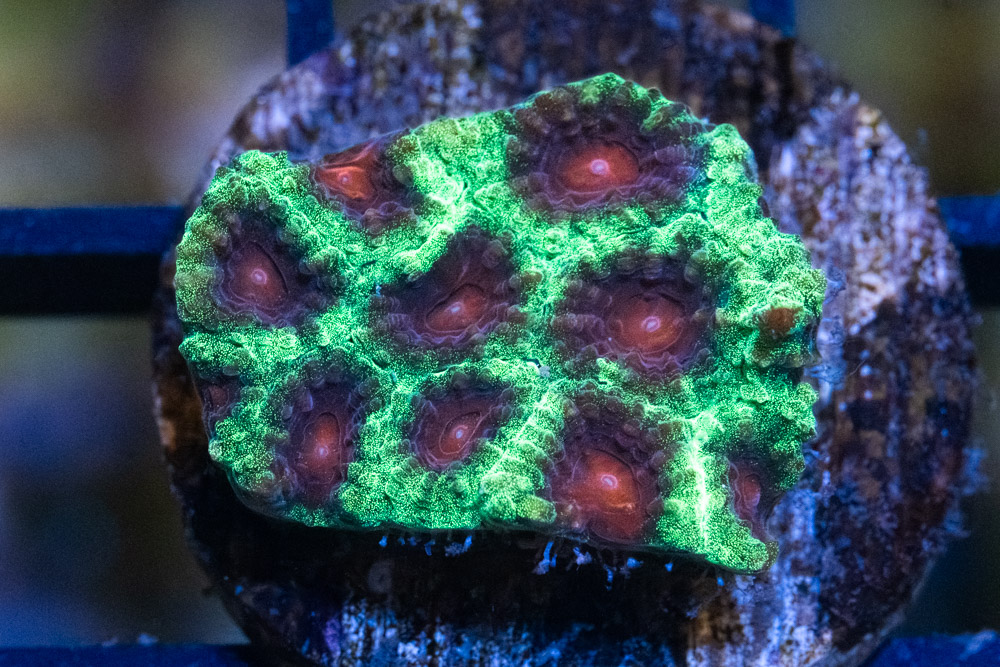 Brain Favia Ultra Color