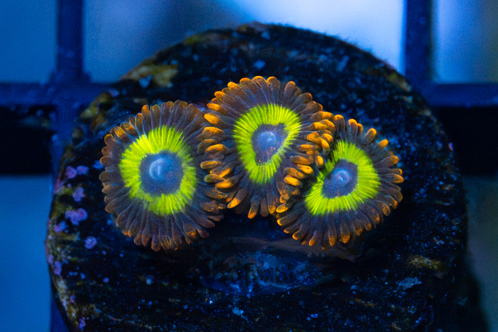 Zoa, Fruit Loop