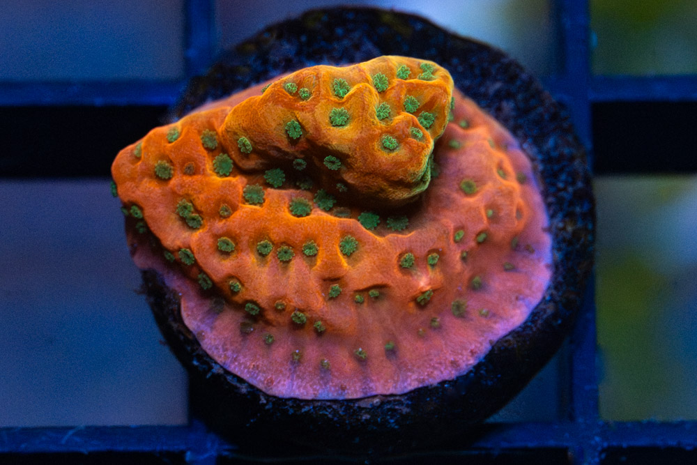 Monti, Encrusting Sunset Imposter