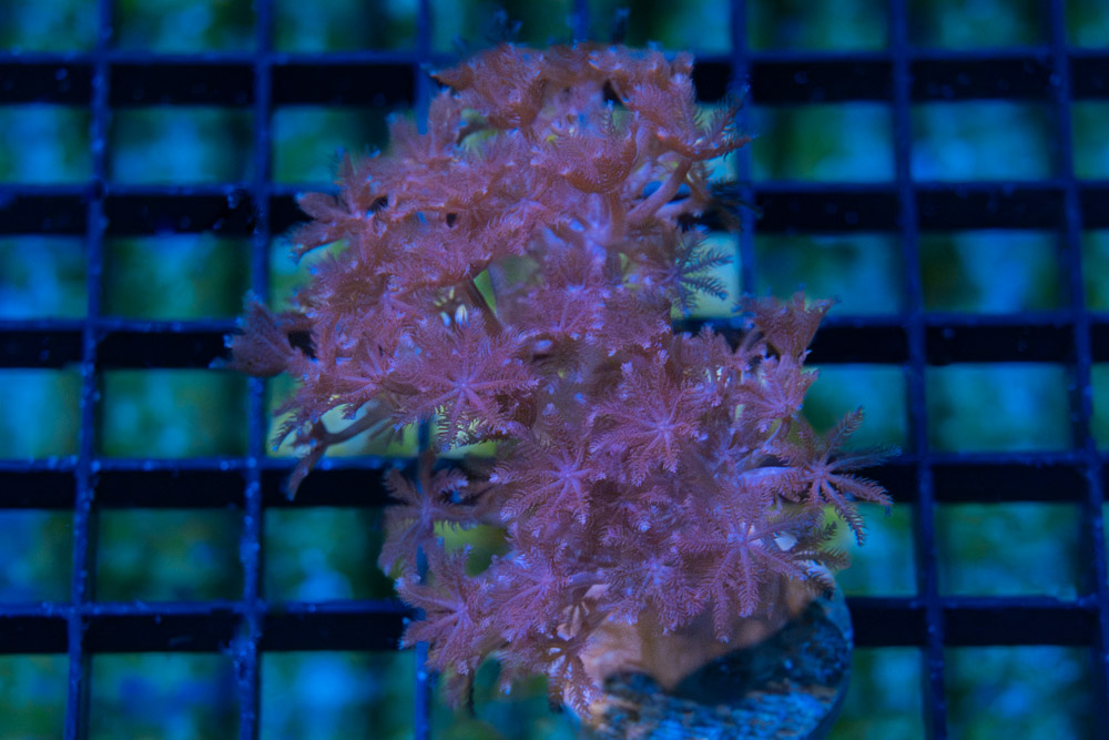 Xenia, True Pulsing, QM Labs