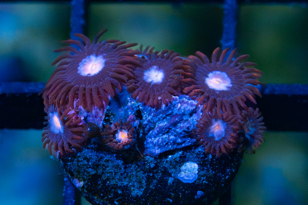 Zoa, Blue Steel