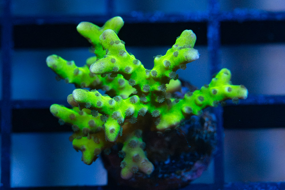 Anacropora, Goldenrod Grafted
