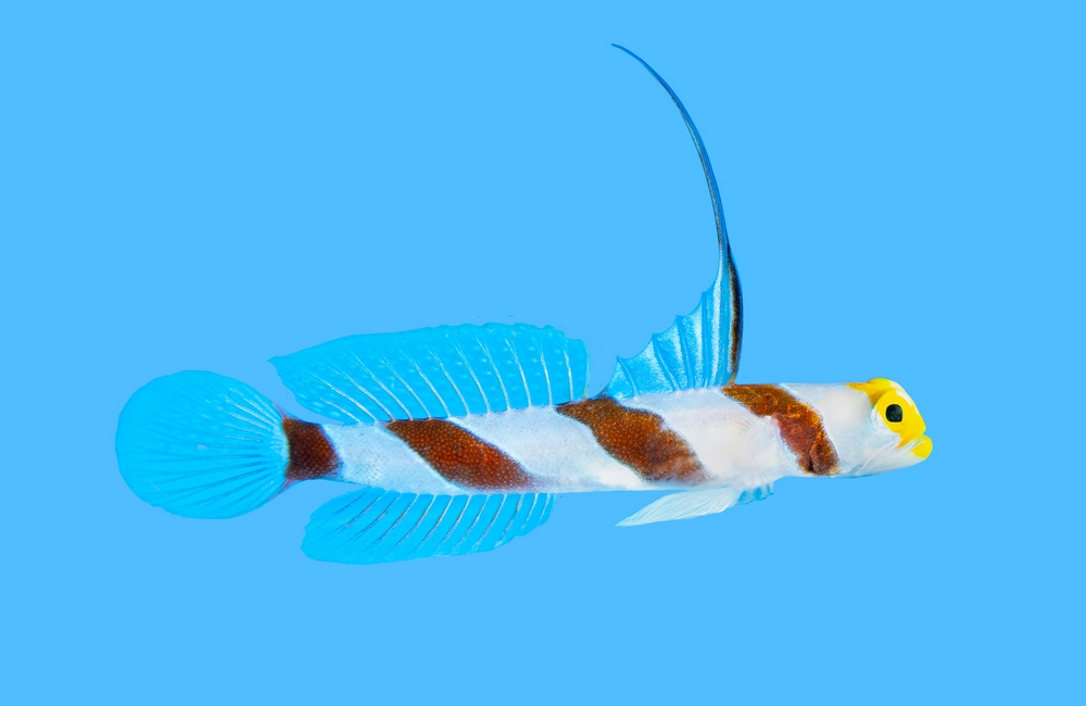 Saltwater Fish - Coral - Invertebrates - Aquariums - Tanks
