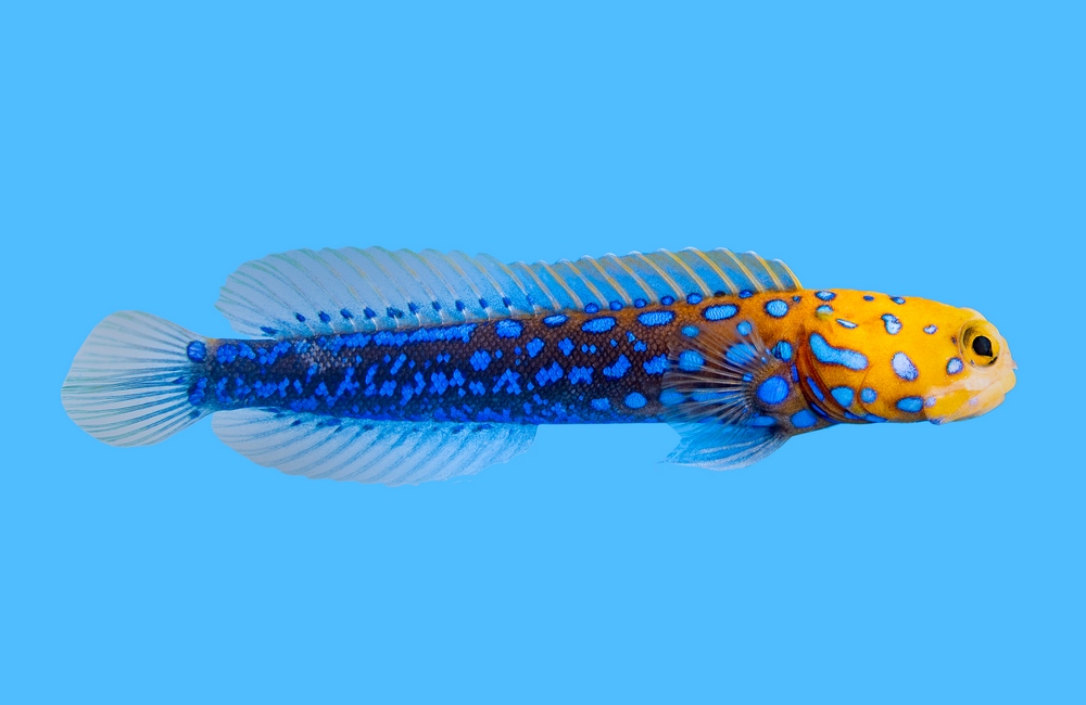 Jawfish, Blue Dot