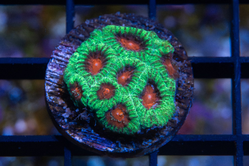 Brain Favia Ultra Color