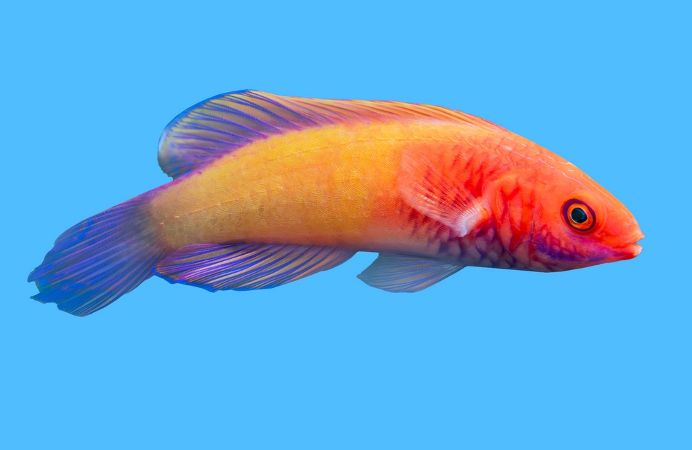Fairy, Red Velvet Male
